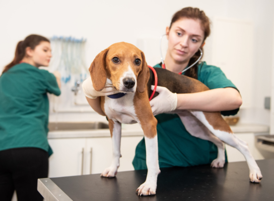 Animal Studies at Easton College