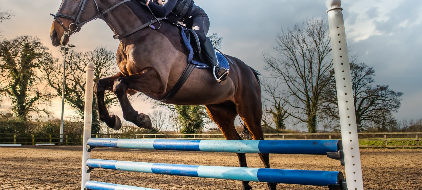 Equine Studies at Easton | Easton College